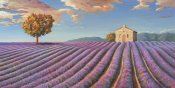 Philip Bloom - Field of Lavender - Art Print - Global Gallery