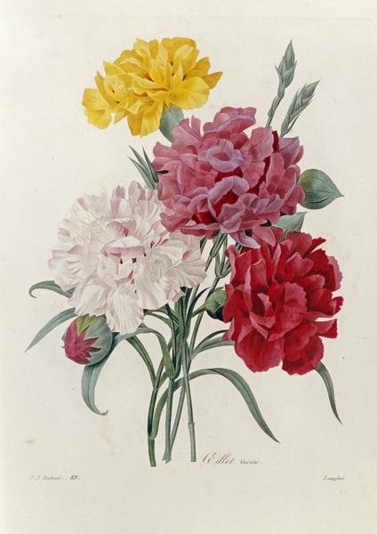 Pierre Joseph Redoute - Carnations - Art Print - Global Gallery