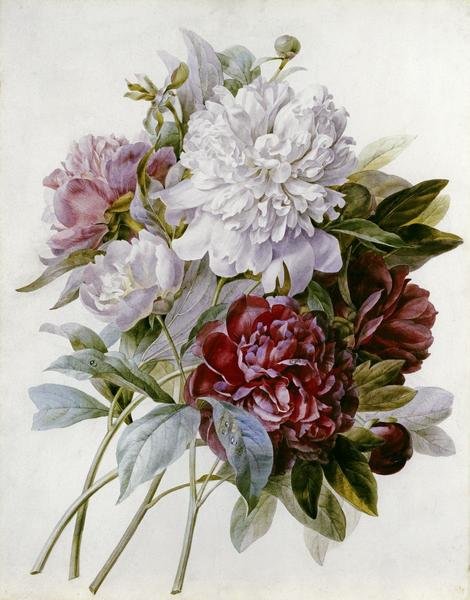 Pierre Joseph Redoute - A Bouquet of Red, Pink and White Peonies - Art ...