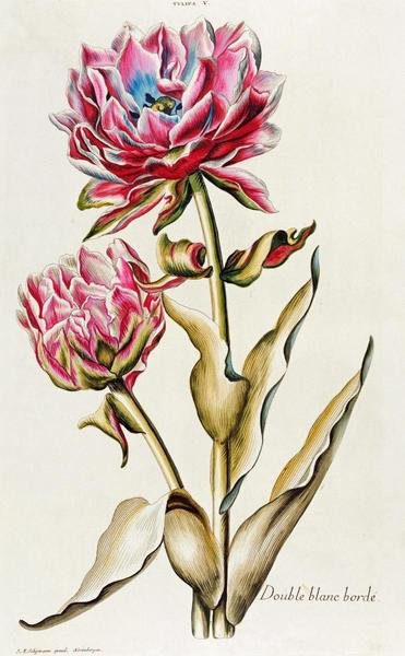 Christoph Jakob Trew - A Double White Edged Tulip - Art Print - Global ...