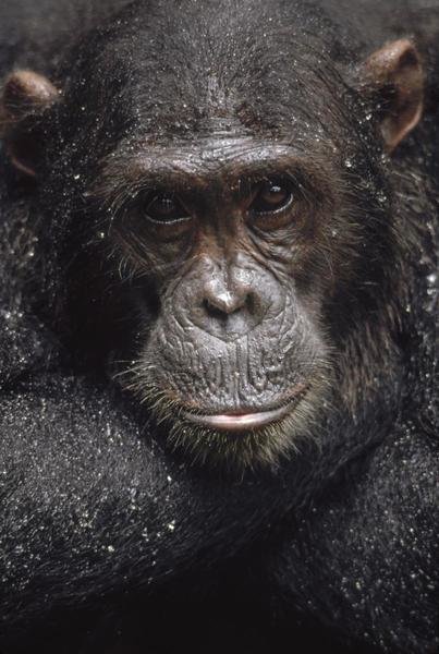 Gerry Ellis - Chimpanzee named Frodo covered with raindrops, Gombe ...