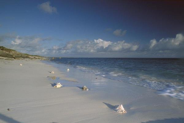 Gerry Ellis - Conch shell on Seven Mile Beach, Grand Turk Island, Turk ...