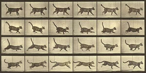 Eadweard J. Muybridge - Motion Study: Running Cat - Art Print - Global ...